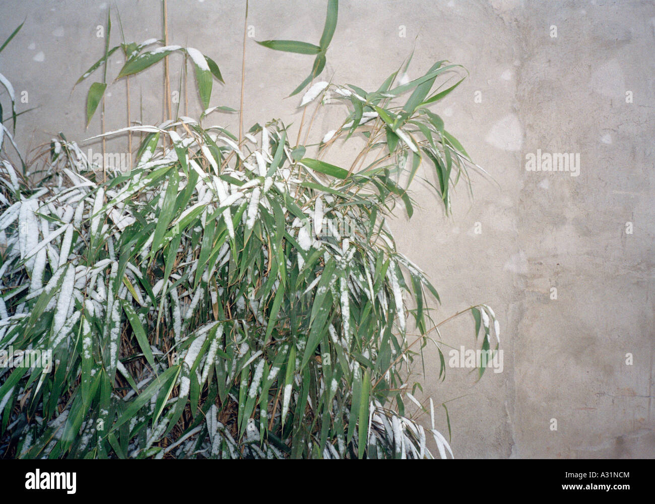 Bamboo tree covered in snow Stock Photo - Alamy
