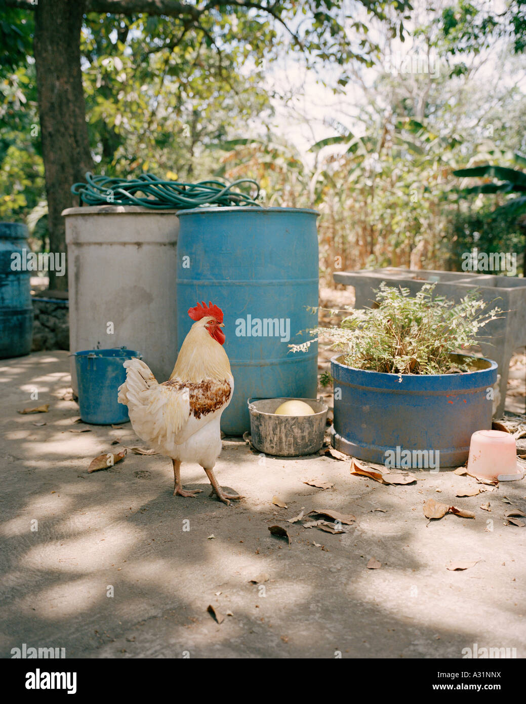Rooster in farm yard Stock Photo - Alamy