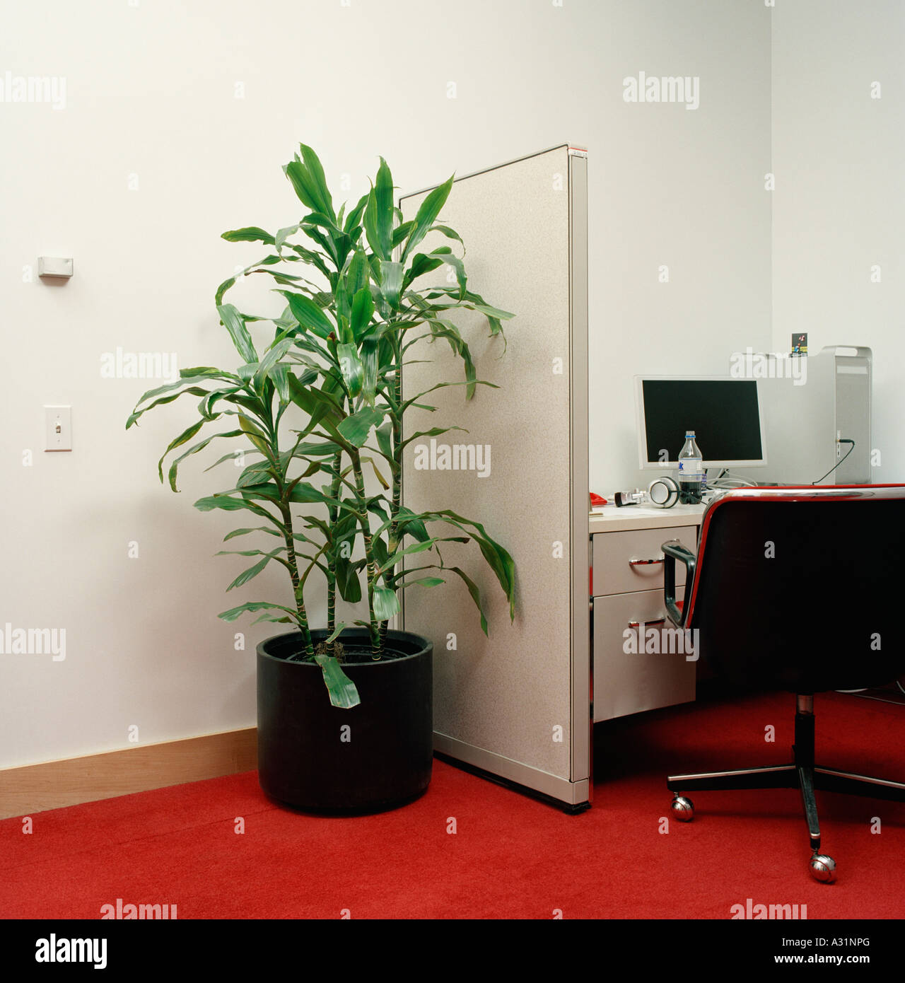 Potted plant next to office cubicle Stock Photo - Alamy