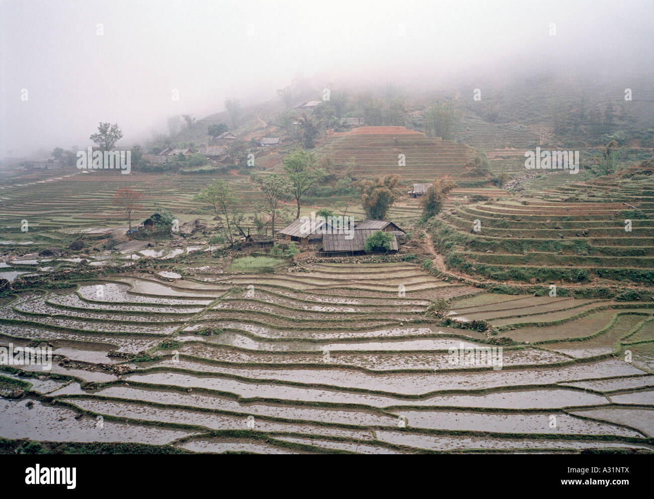Rural landscape rice paddy fields hi-res stock photography and images ...