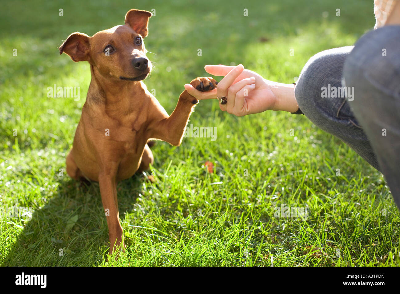 Dog touching person s hand with its paw Stock Photo - Alamy