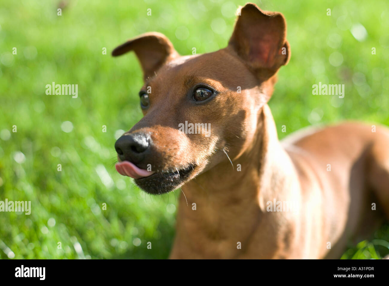 Dog running in park Stock Photo - Alamy