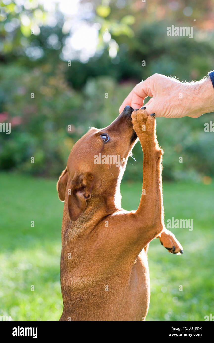 Dog reaching to eat food from owner s hand Stock Photo - Alamy