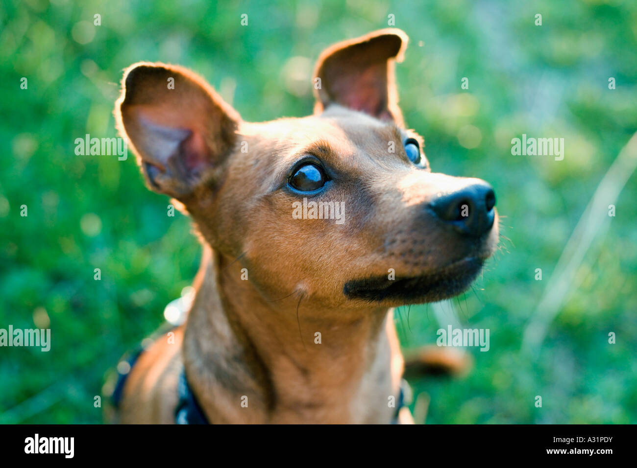Close up of dog Stock Photo - Alamy