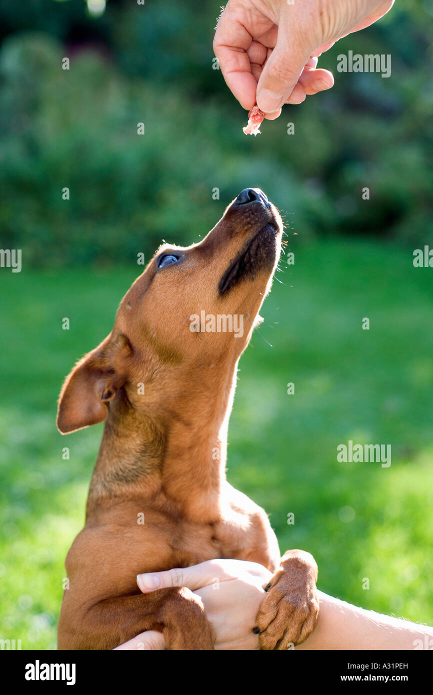 Dog reaching to eat snack from owner s hand Stock Photo - Alamy