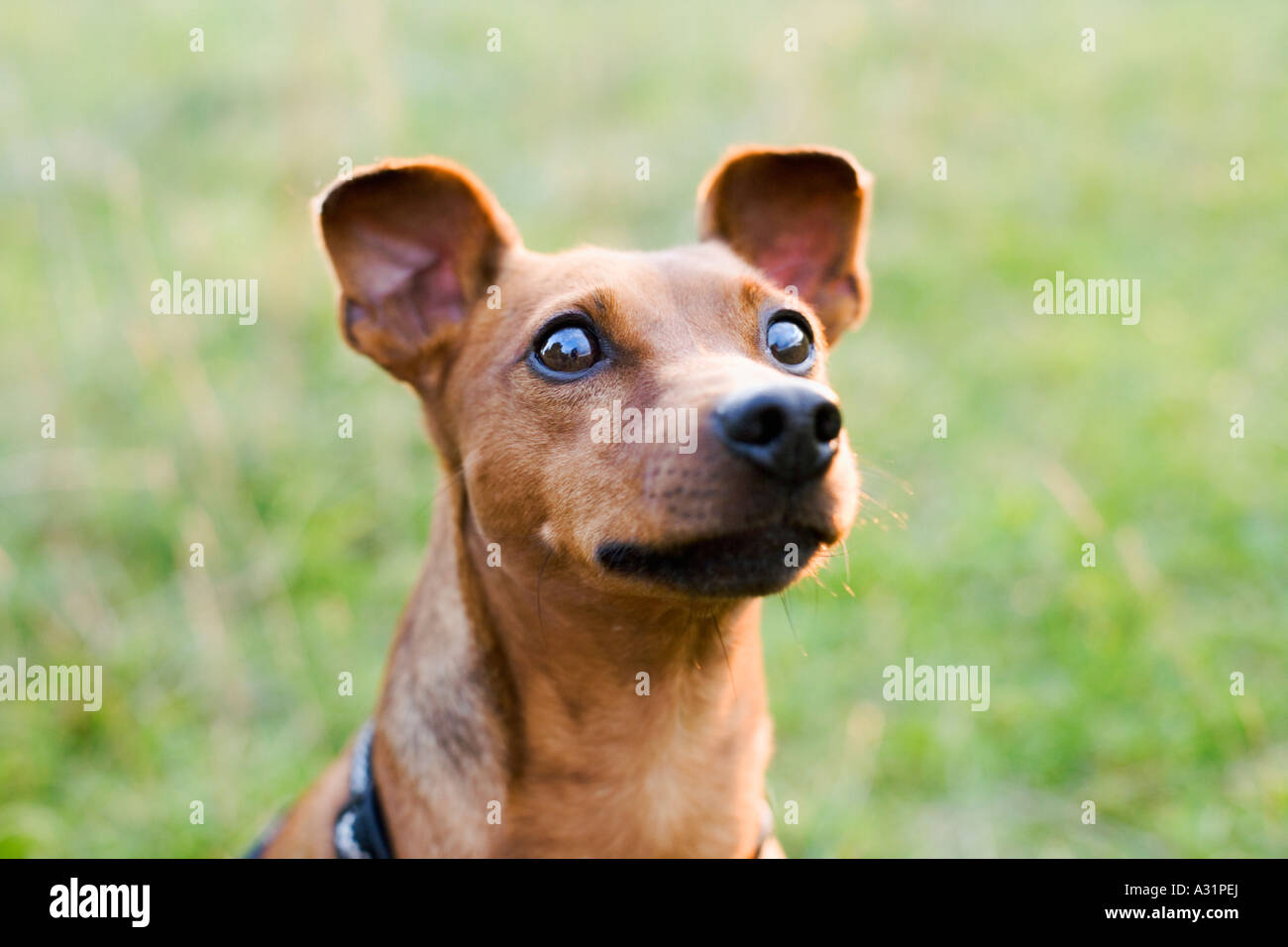 Dog head back hi-res stock photography and images - Alamy