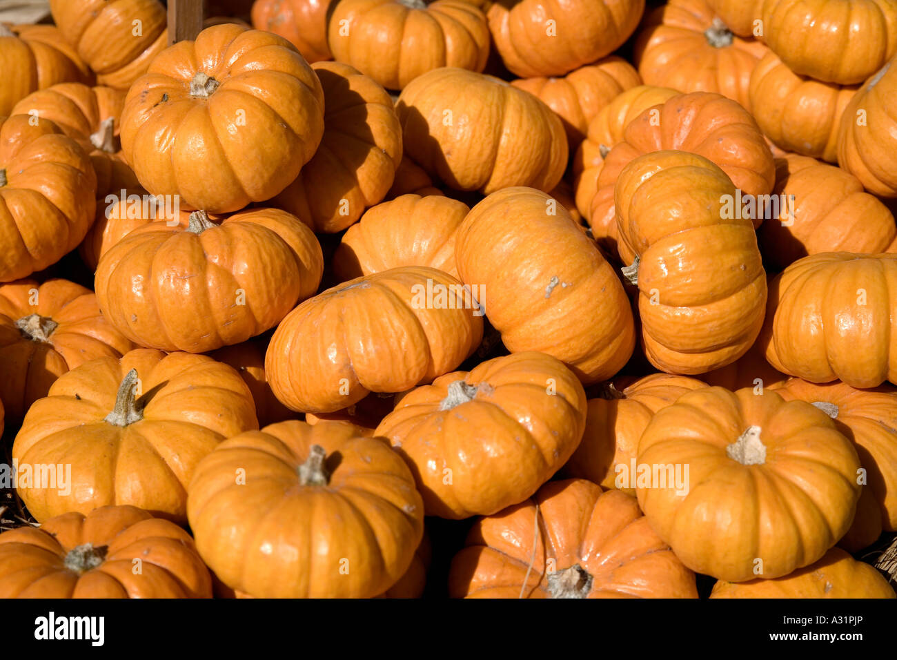 Pile of pumpkins Stock Photo - Alamy