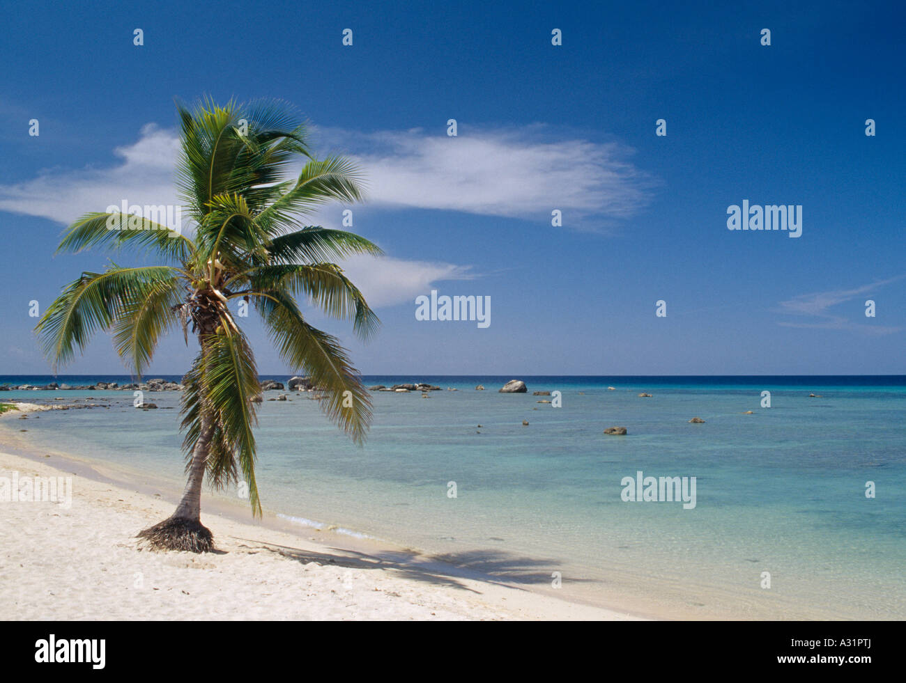 Palm tree on beach Cuba Stock Photo - Alamy