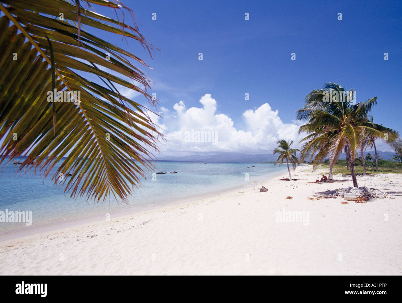 Palm trees on sandy beach Cuba Stock Photo - Alamy
