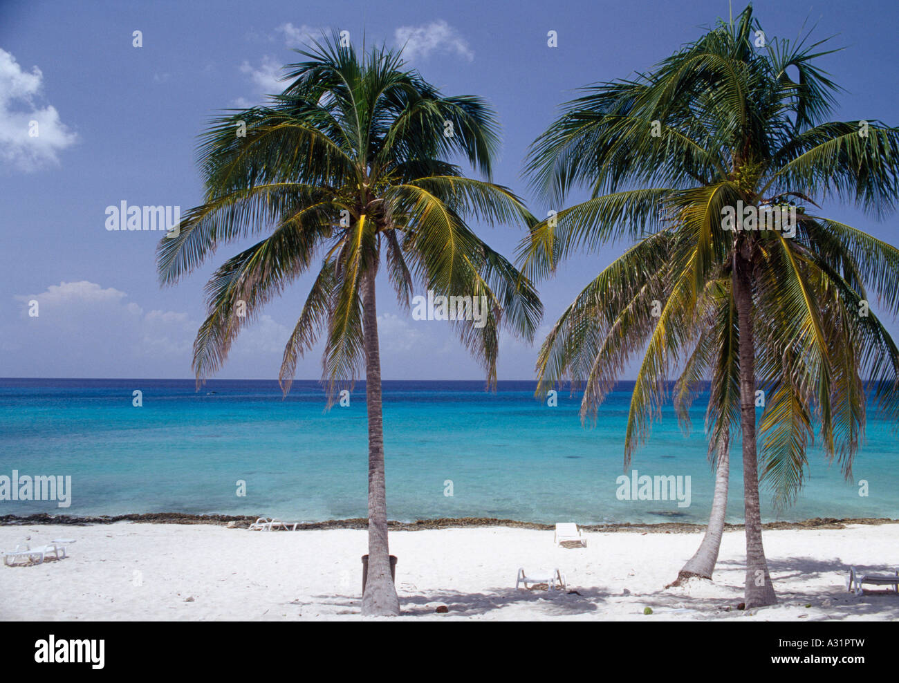 Deck chairs and palm trees on beach Cuba Stock Photo - Alamy