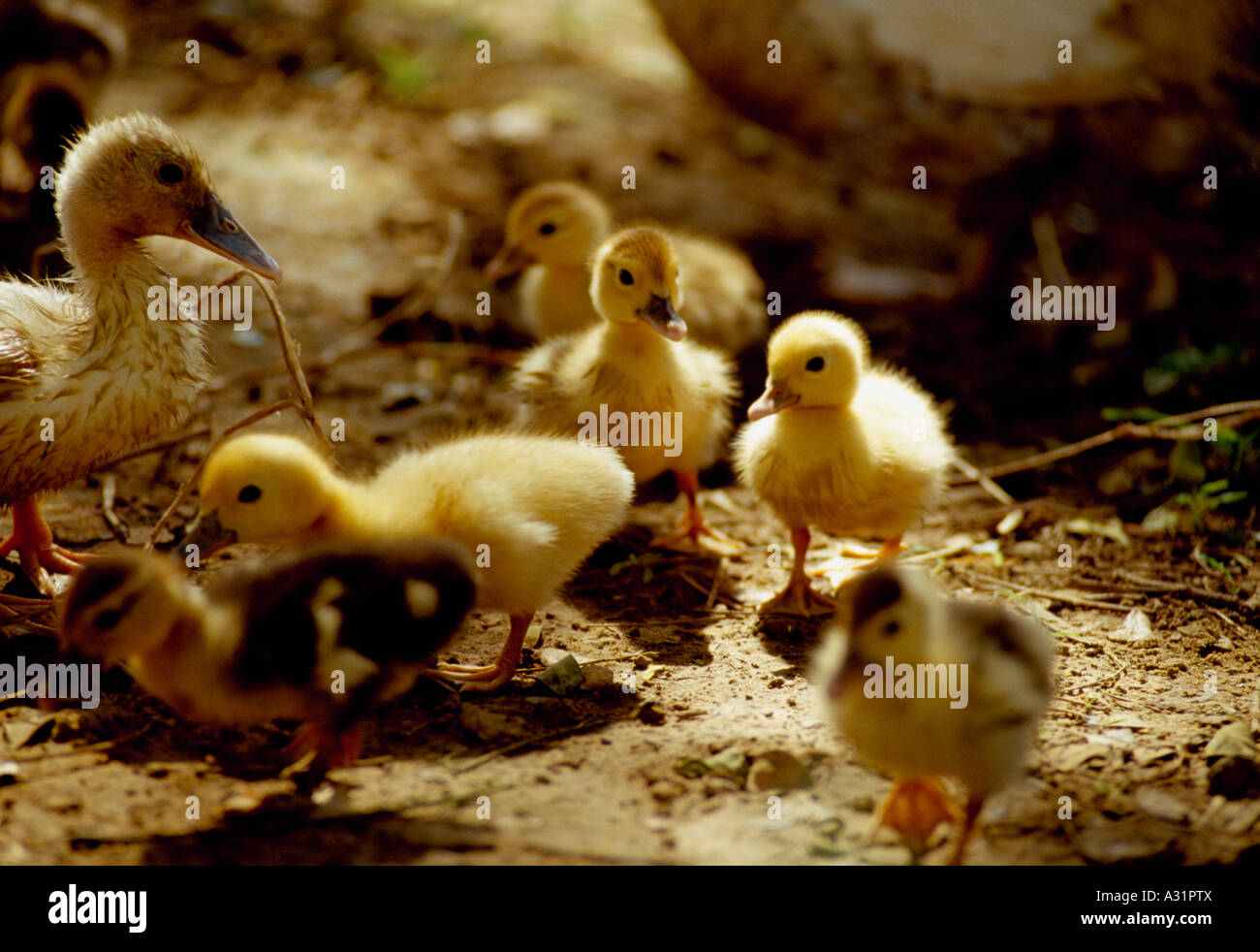 Ducklings following duck hi-res stock photography and images - Alamy