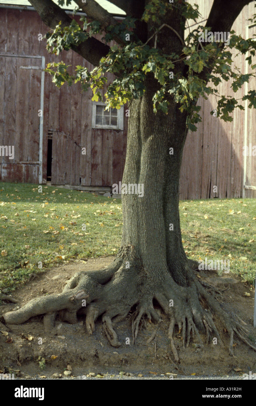 Tree roots protruding hi-res stock photography and images - Alamy