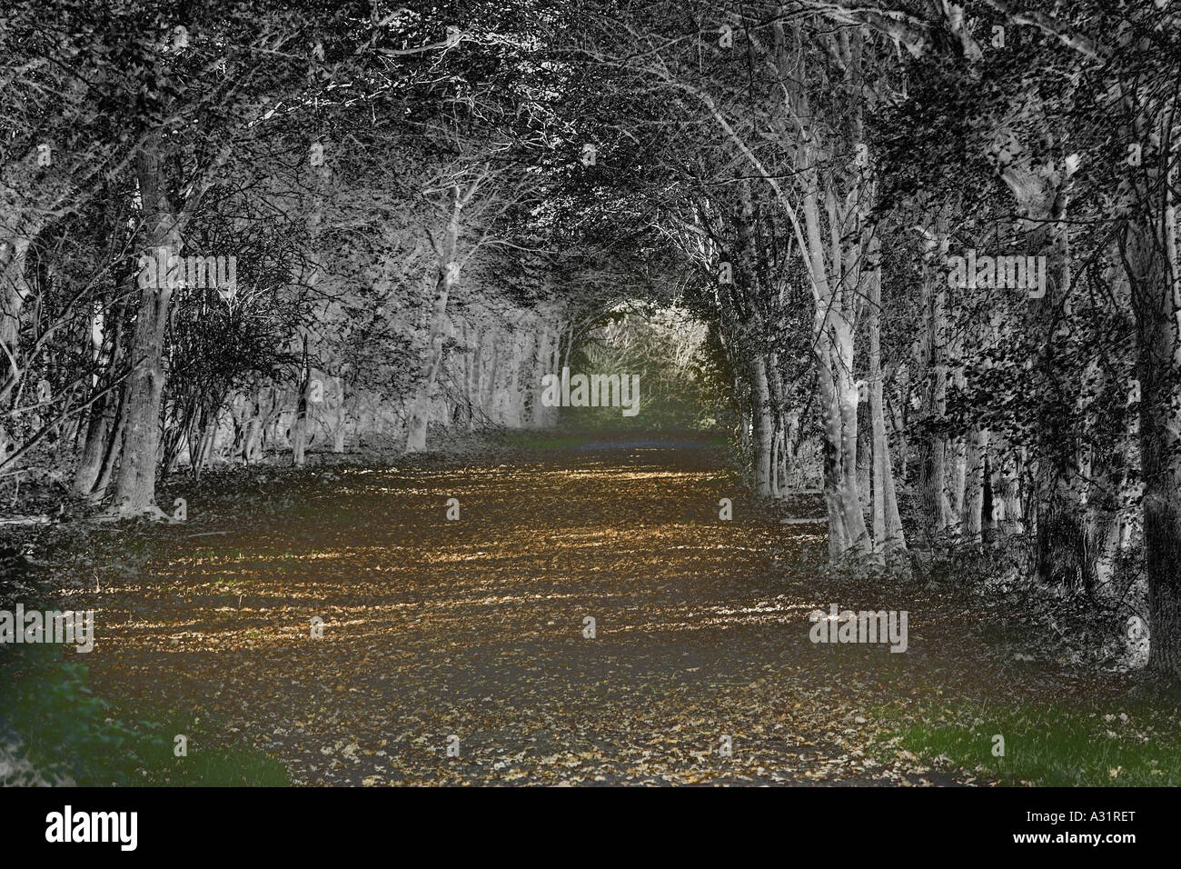 A surreal wooded scene Stock Photo - Alamy