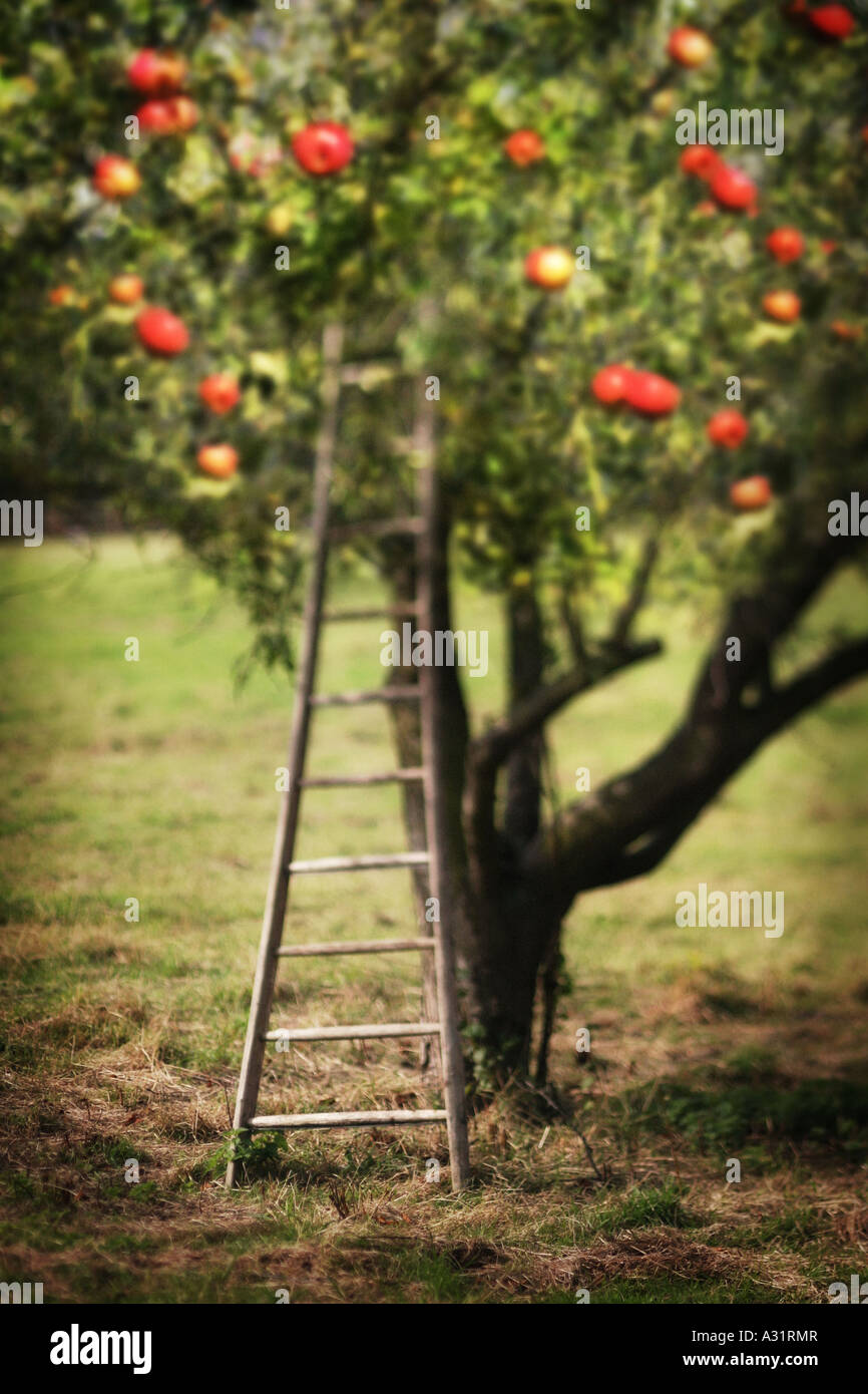 a ladder in a apple orchard Stock Photo - Alamy