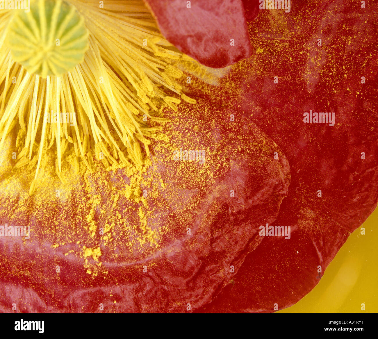 CLOSE-UP OF POLLEN ON POPPY Stock Photo - Alamy
