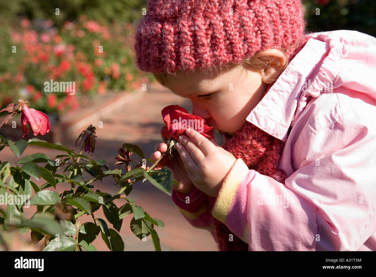 Child rose bush hi-res stock photography and images - Alamy