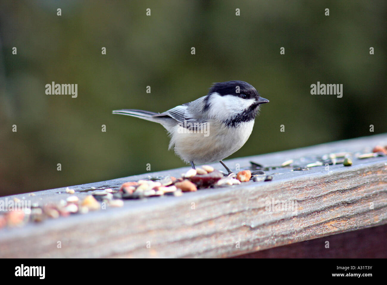 Black capped chickadees hi-res stock photography and images - Alamy