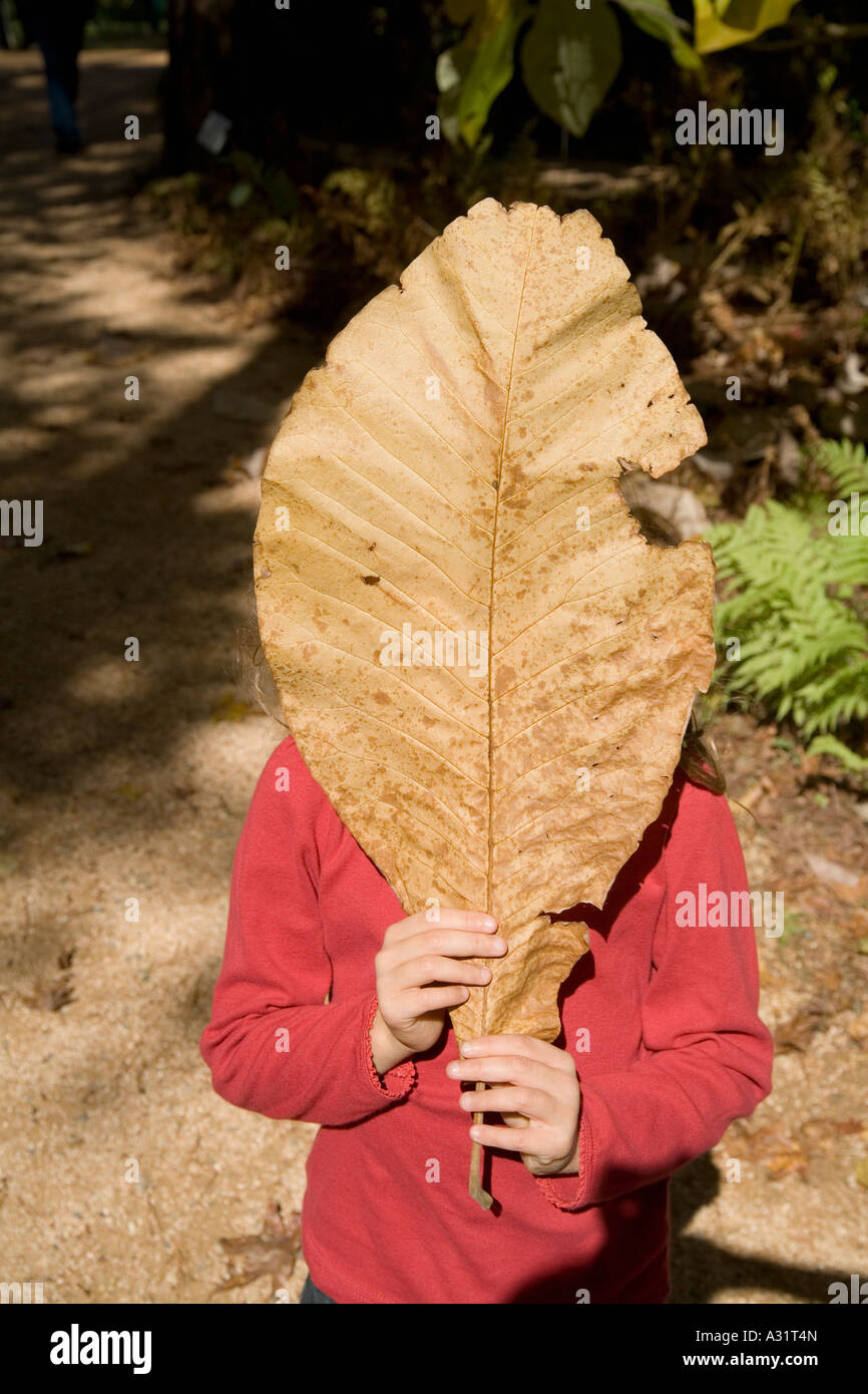 Child holding large leaf in front of face Stock Photo - Alamy