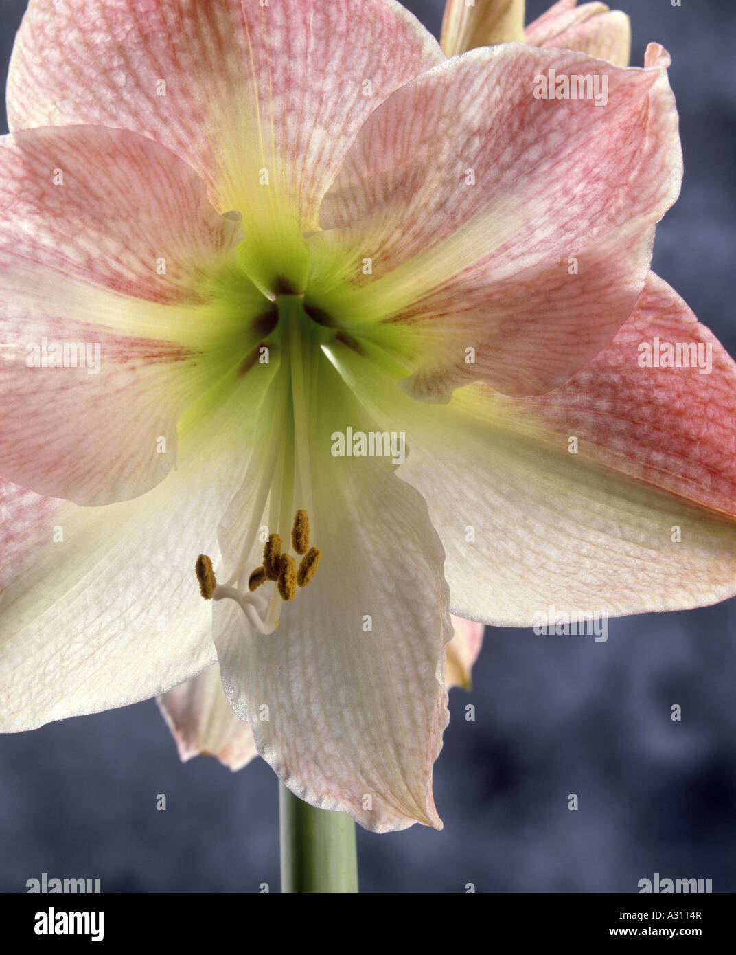 AMARYLLIS (HIPPEASTRUM HYBRIDS; HERCULES/DEEP PINK) THIS IS A PERFECT ...