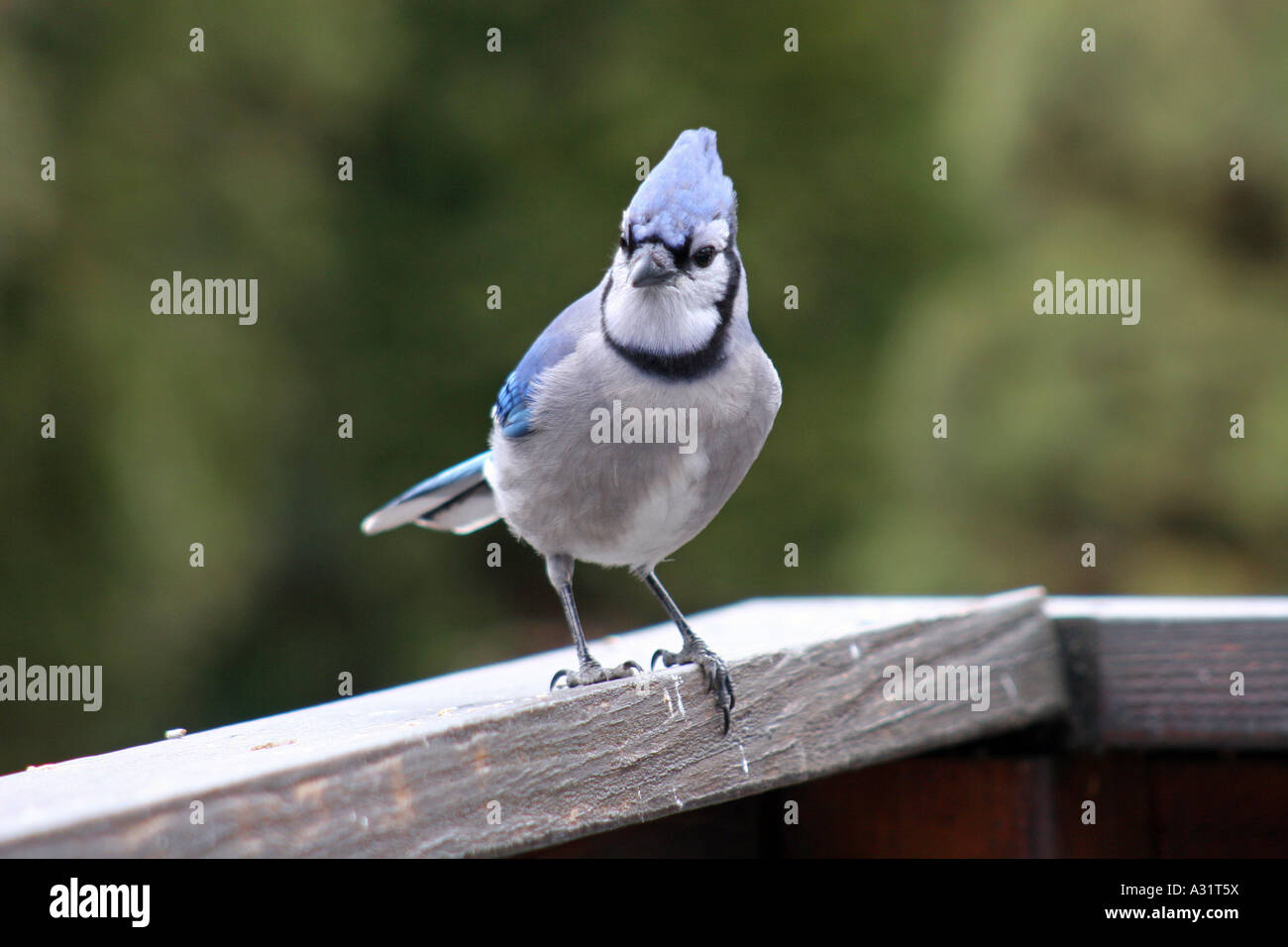Blue Jay on railing from front looking left Stock Photo - Alamy