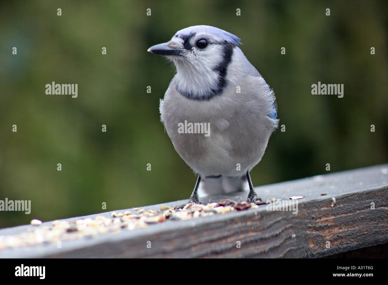 Blue Jay on railing looking left from front Stock Photo - Alamy