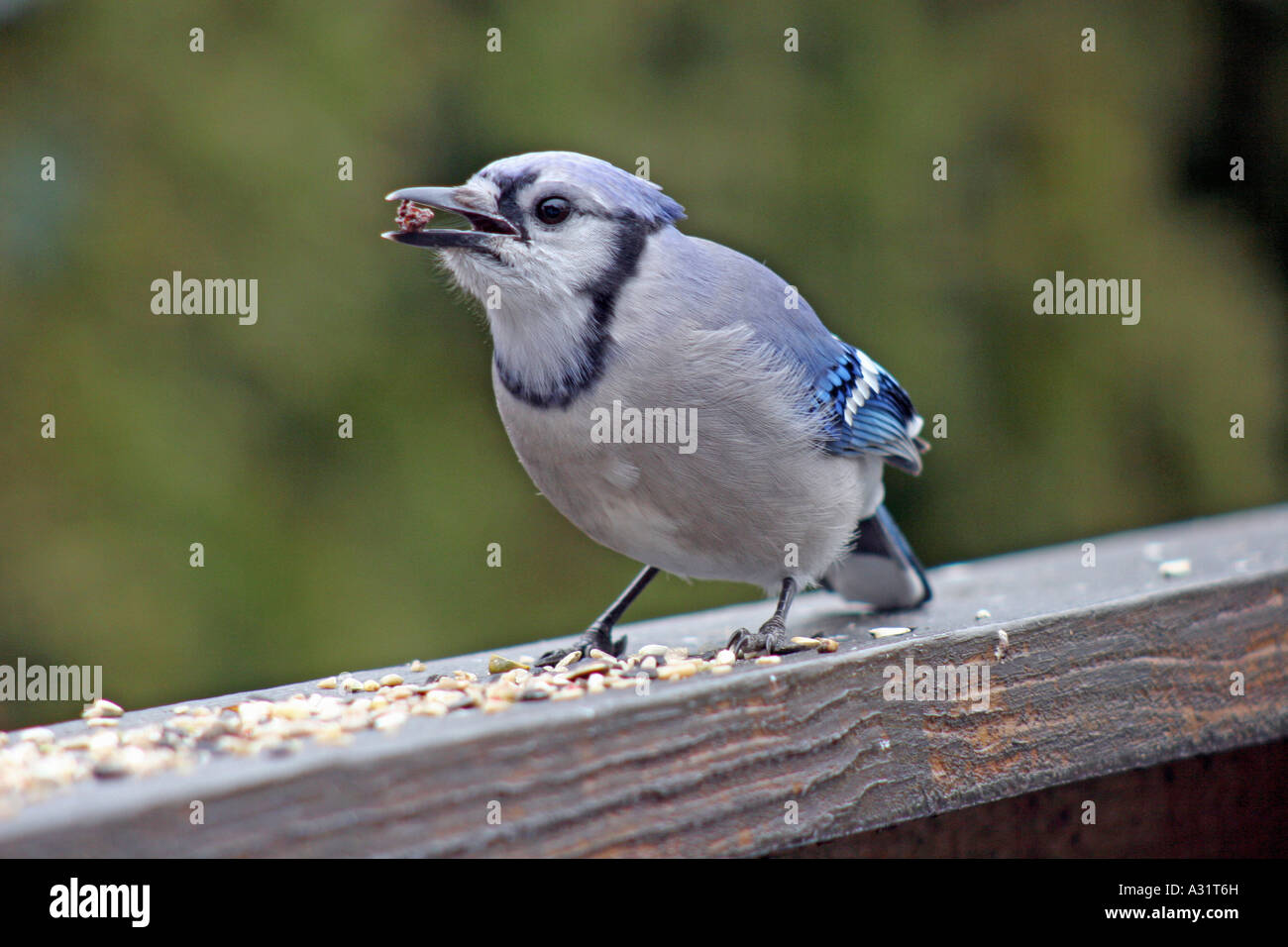 Blue Jay on railing with fruit in mouth Stock Photo - Alamy