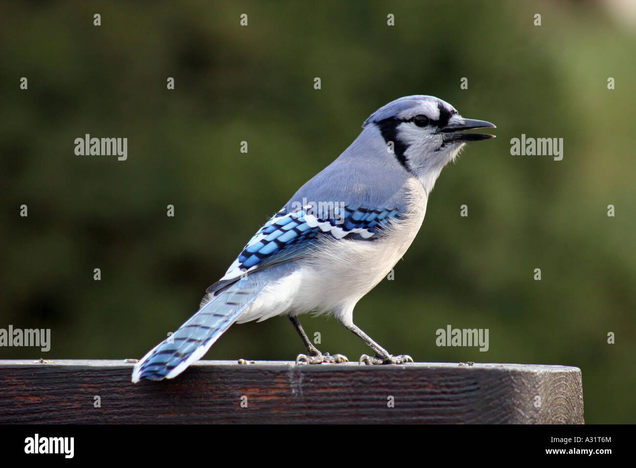 Blue jays standing - rodenshore