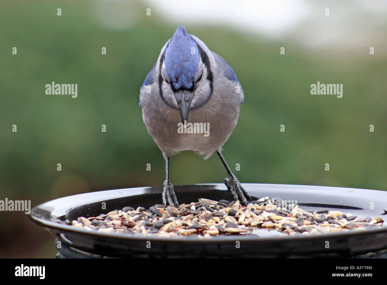 Blue Jay at feeding plate of fruits and nuts frontal view Stock Photo ...