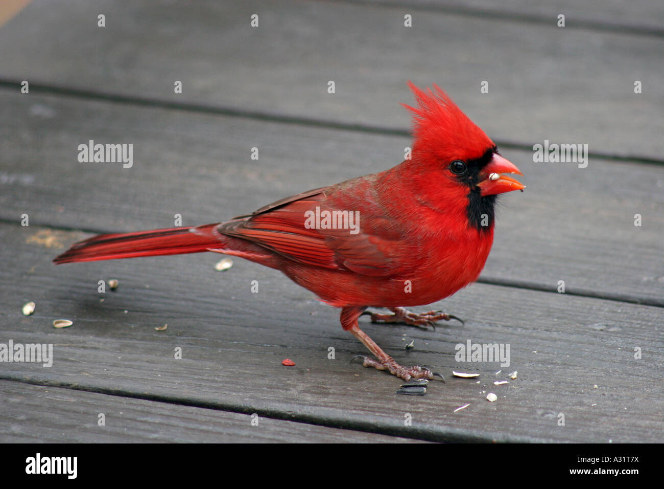 Northern Cardinal male cracking seed on deck Stock Photo - Alamy