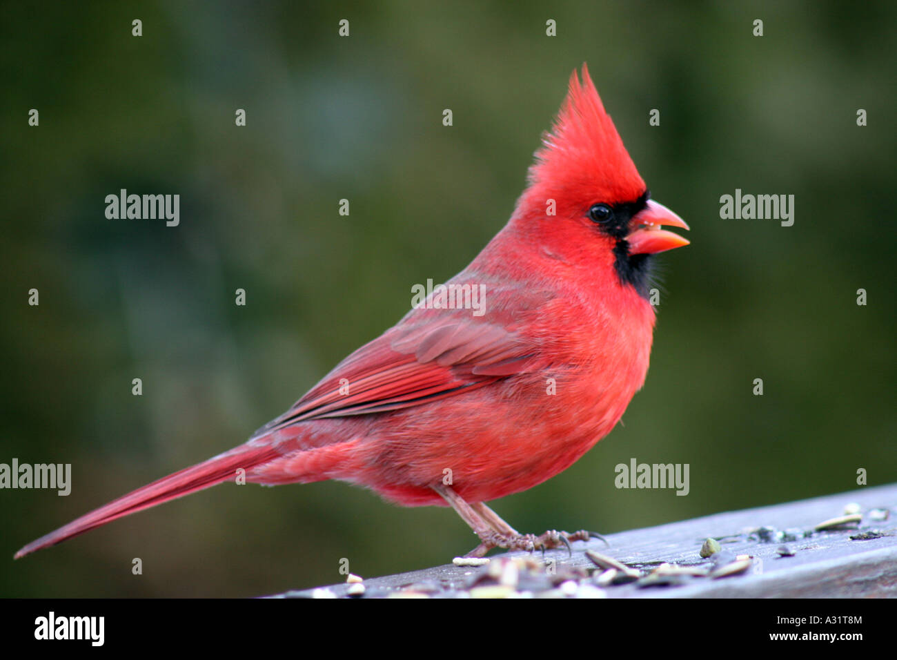 Cardinal males hi-res stock photography and images - Alamy