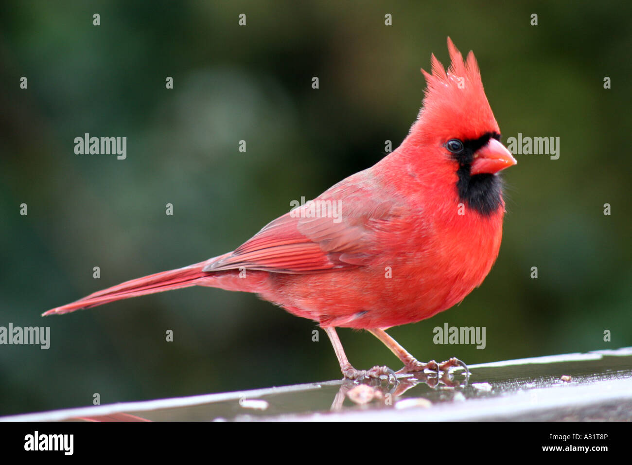 Wet northern cardinal hi-res stock photography and images - Alamy