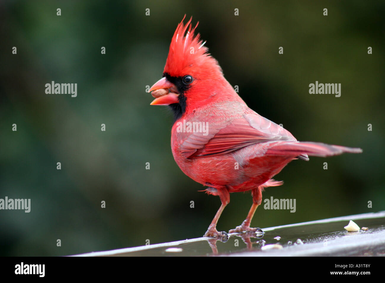 Northern Cardinal male from behind with nut in beak looking left Stock ...