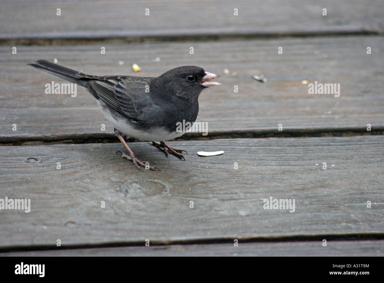Female dark eyed juncos hi-res stock photography and images - Alamy