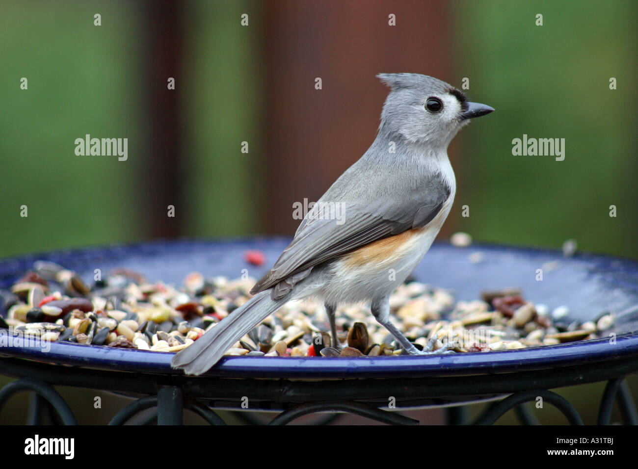 Tufted Titmouse at feeding plate in profile Stock Photo - Alamy