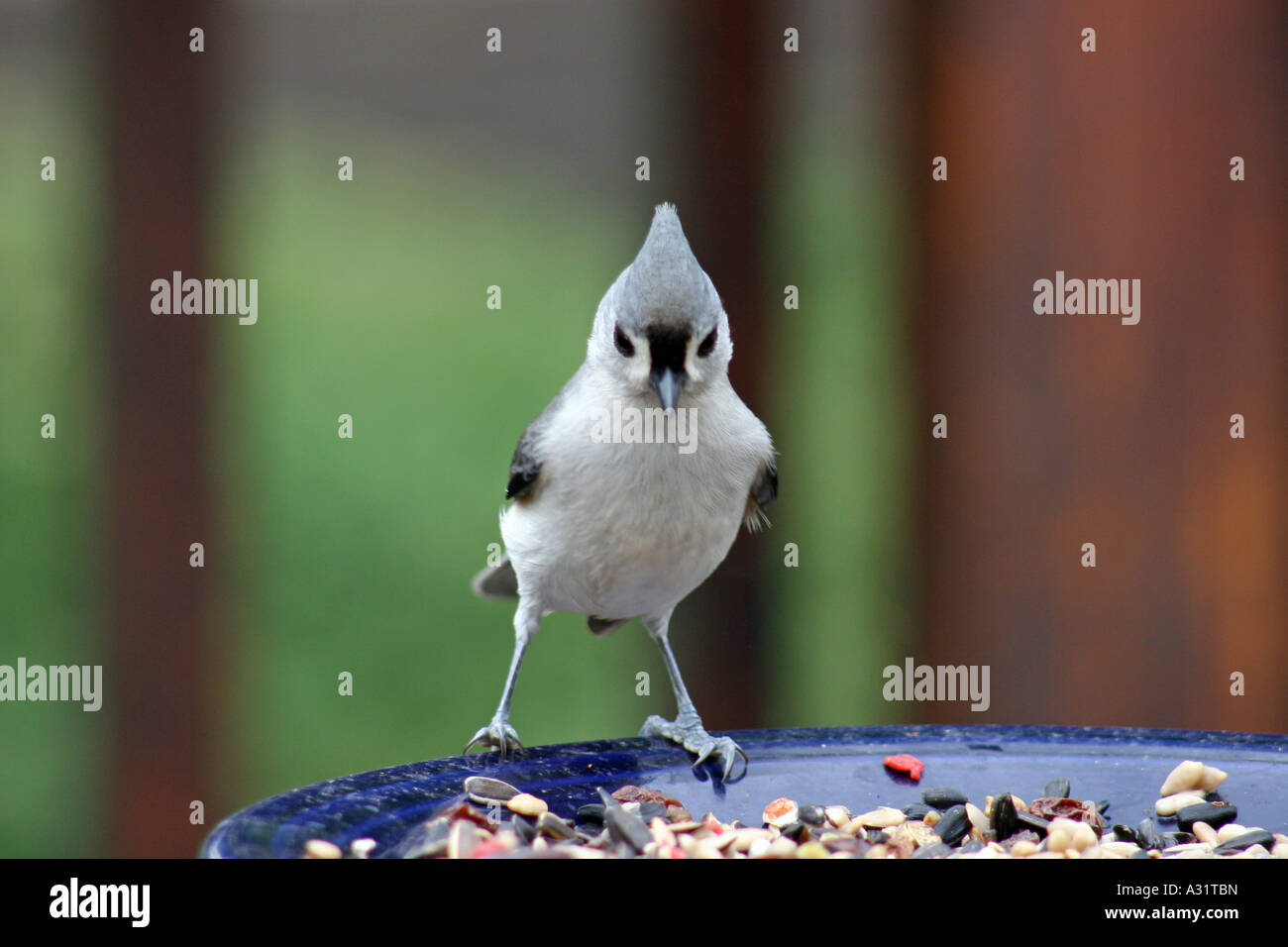 Titmouses bird hi-res stock photography and images - Alamy