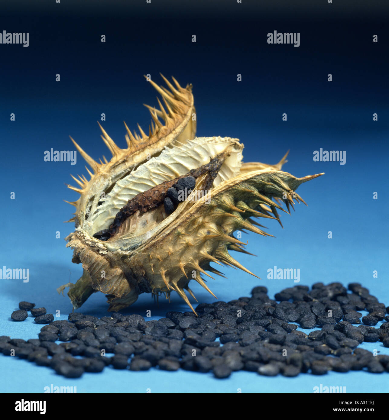 JIMSON WEED (DATURA STRAMONIUM) POD SEEDS / GEORGIA Stock Photo - Alamy