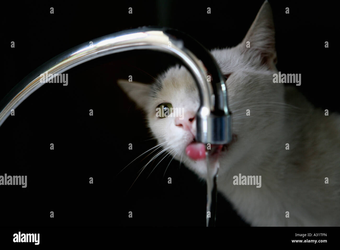 Cat drinking water from faucet Stock Photo - Alamy