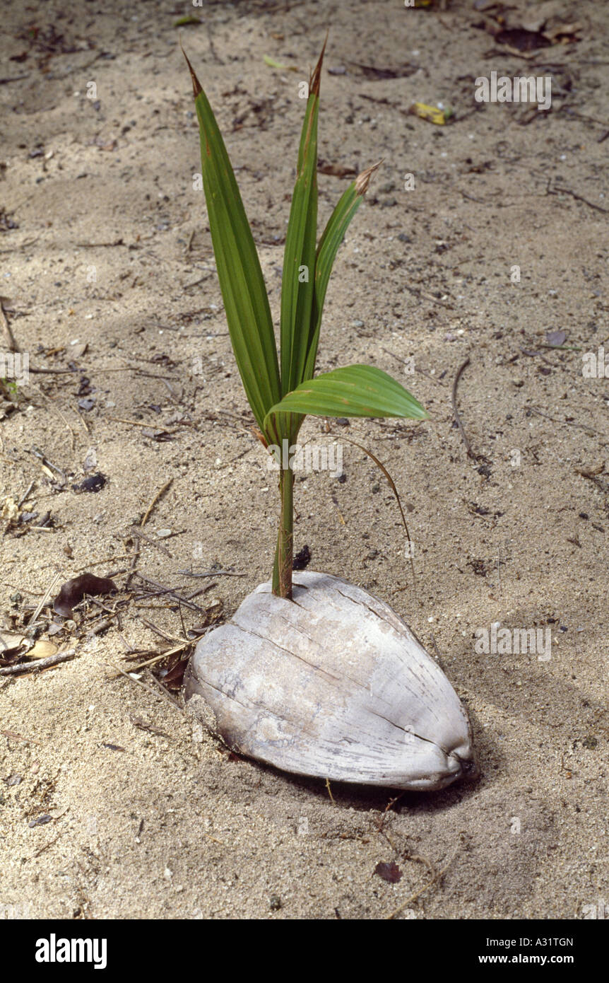 Coconut Seed Dispersal