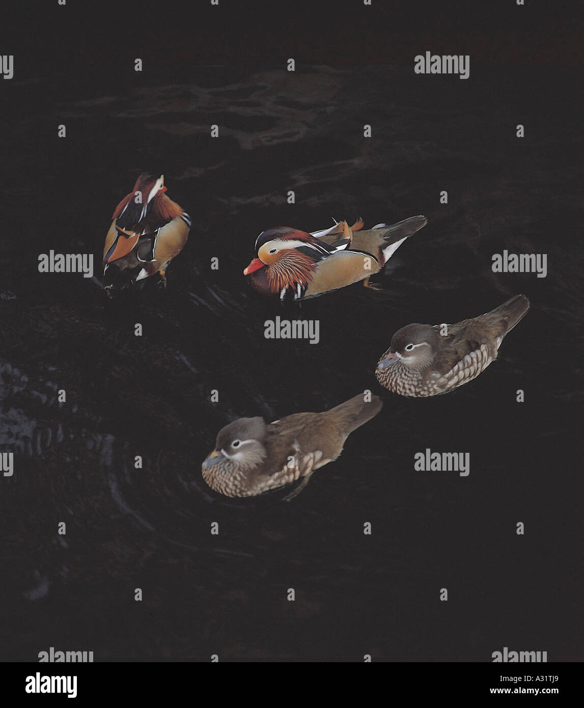 Living creature hi-res stock photography and images - Alamy