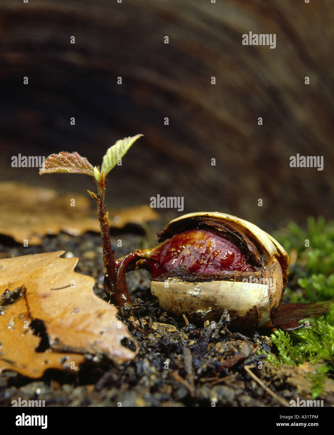 CHESTNUT OAK, ROCK OAK OR ROCK CHESTNUT OAK (QUERCUS MONTANA ...