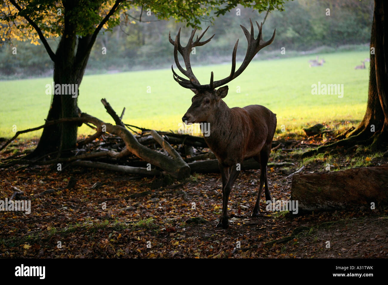 Reindeer in the woods hi-res stock photography and images - Alamy