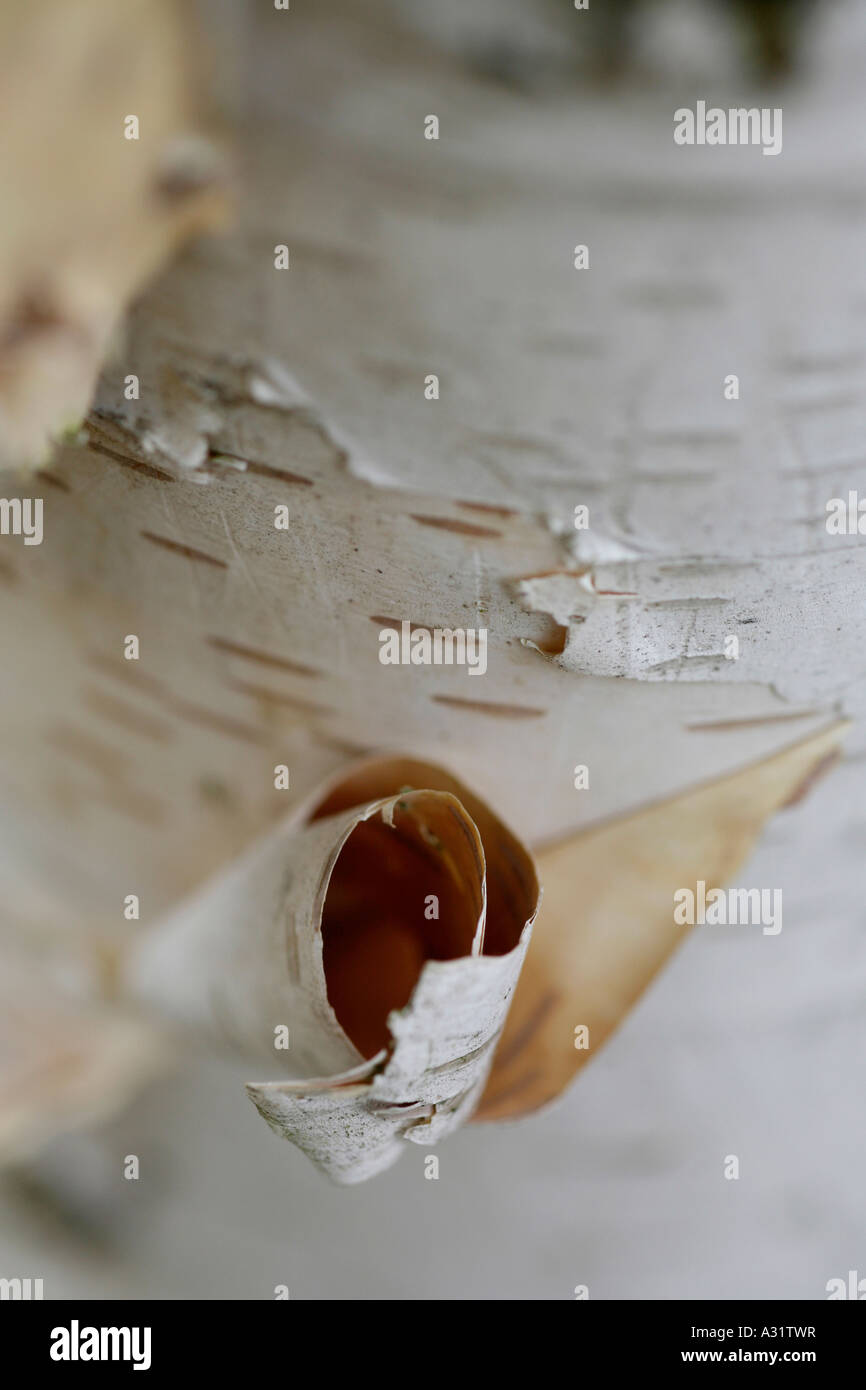 Peeling tree bark Stock Photo - Alamy