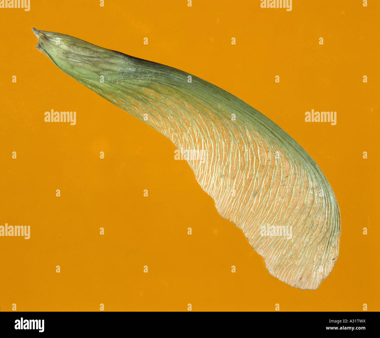 SILVER MAPLE SEED (ACER SACCHARINUM) / STUDIO Stock Photo - Alamy