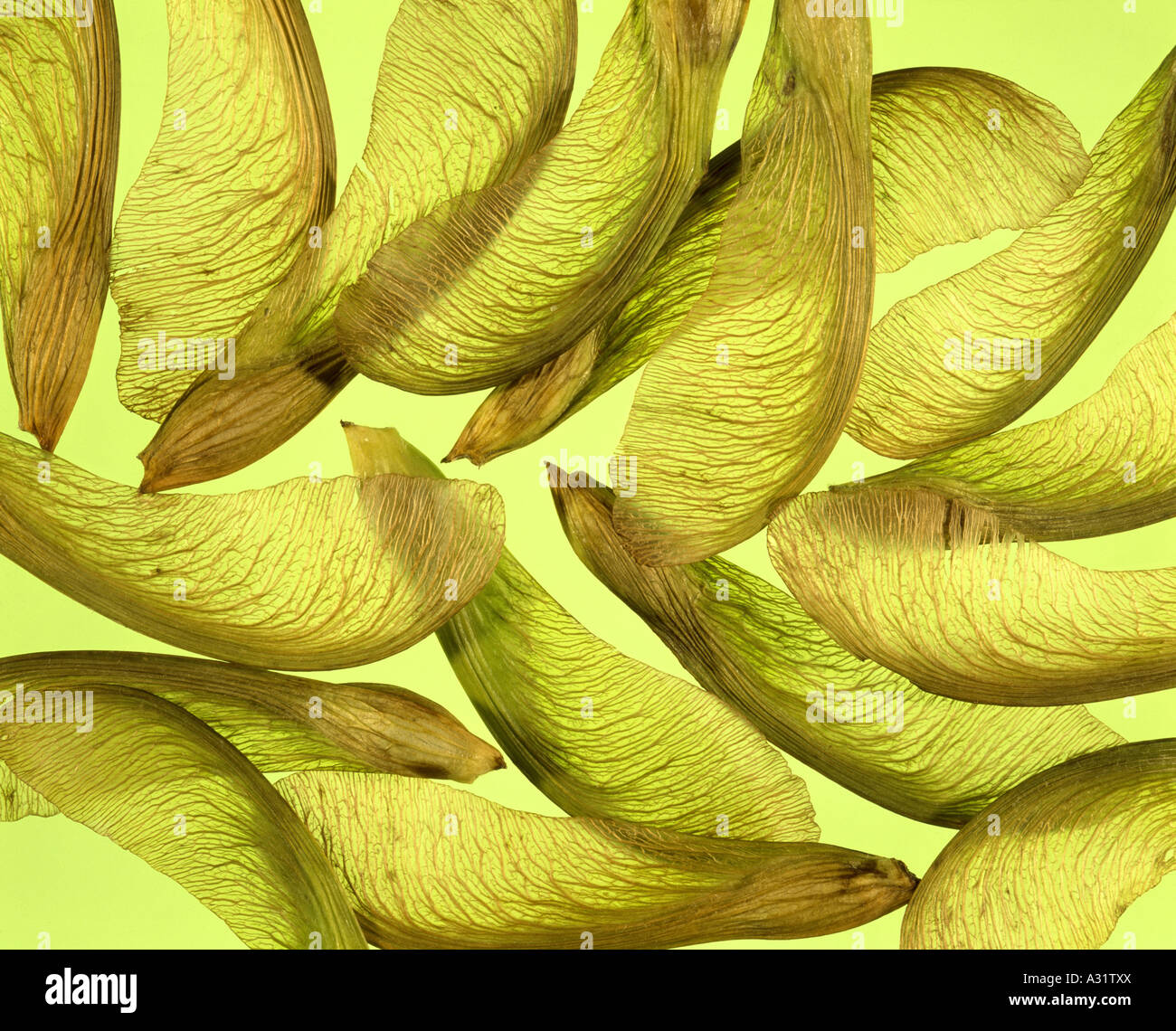 SILVER MAPLE SEEDS (ACER SACCHARINUM) / STUDIO Stock Photo - Alamy