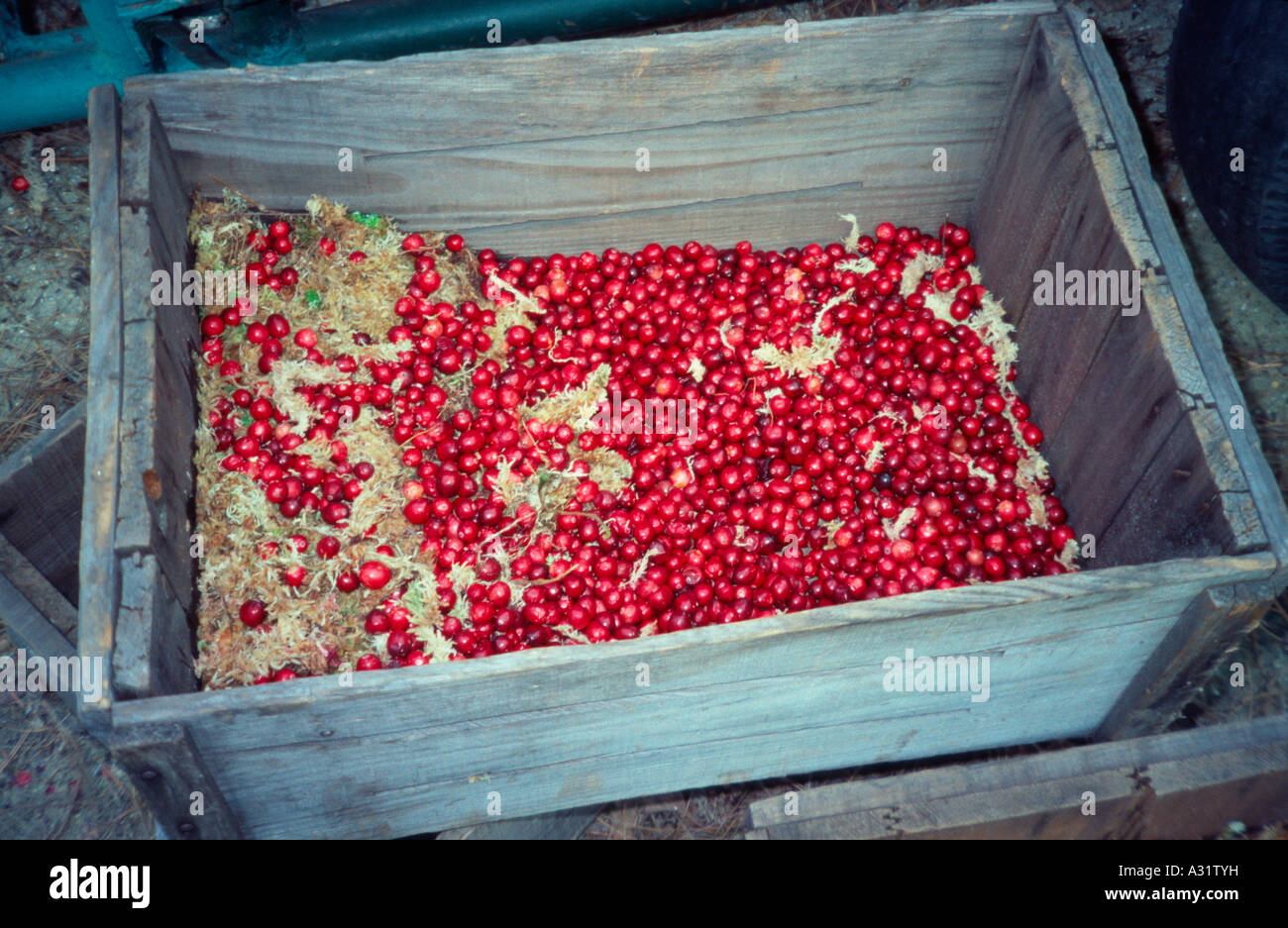 Uk cranberries hi-res stock photography and images - Alamy