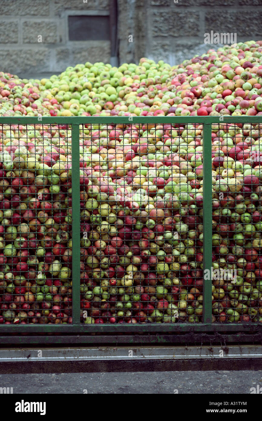 A heap of apples Stock Photo - Alamy