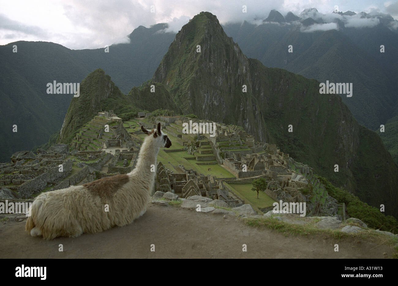Llama at Machu Picchu lying and looking down on the ancient city of ...