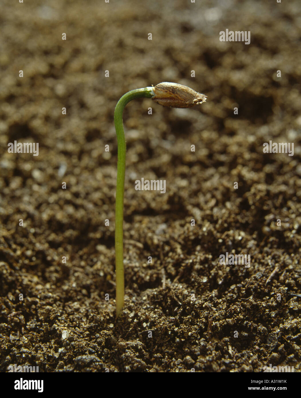 WHITE PINE (PINUS STROBUS) SEEDLING WITH SEED TESTA COVERINGS NEEDLES ...