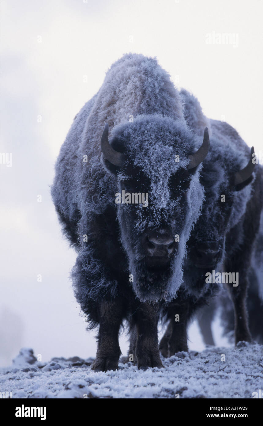 Bison Bison bison frost encrusted Bison standing infront of Old ...