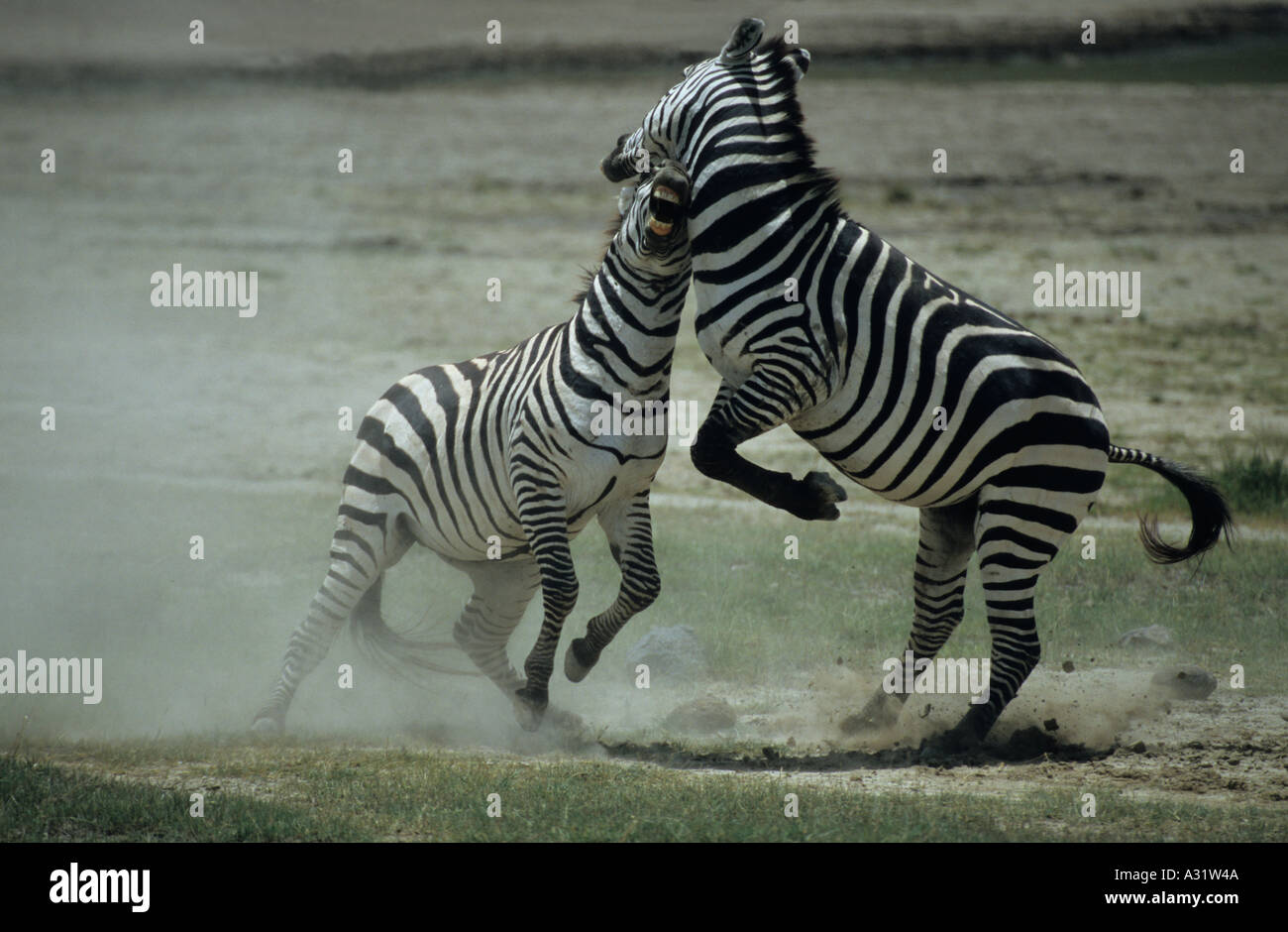 Burchell's Zebra Equus burchelli Zebras fighting in the dust in ...